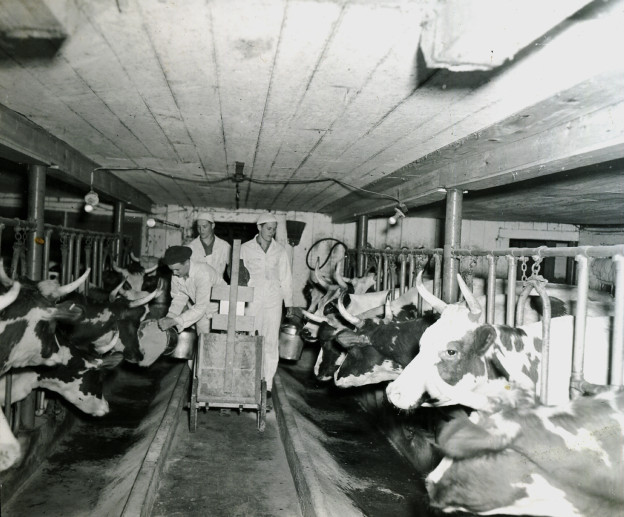 ELIZABETH HENCH Joy Stock Company Limited Letters 1931 - PINE MOUNTAIN ...